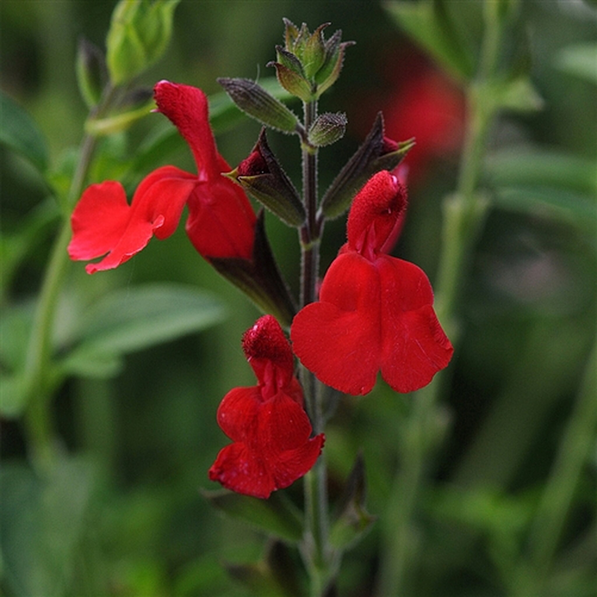 Salvia Greggii 'radio Red' / Red Sage/ Red Salvia/ Red - Etsy Canada