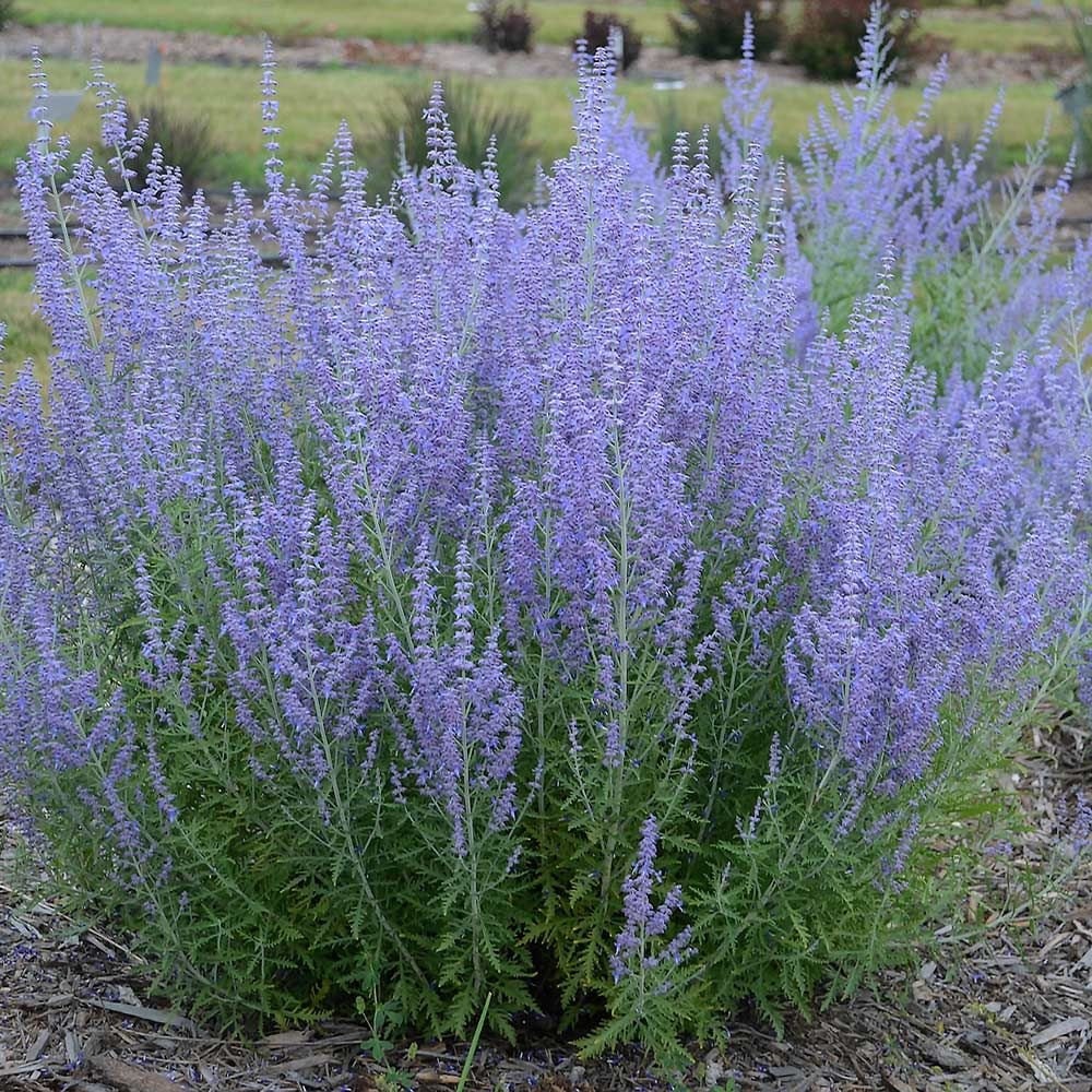 Perovskia Atriplicifolia Little Spire
