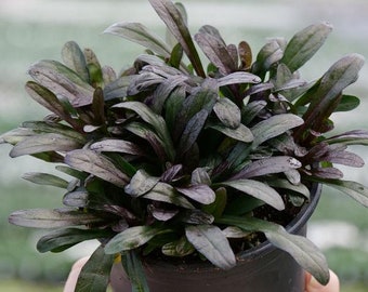 Nightingale Plant - Etsy