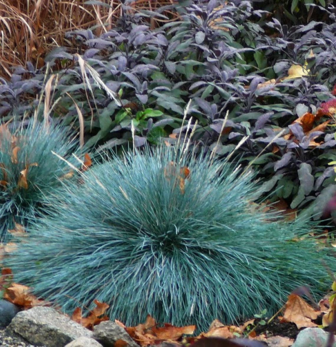 Blue Fescue Elijah Blue Ornamental Grass Beautiful Blue - Etsy Hong Kong