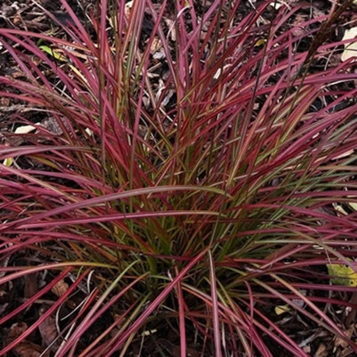 Miscanthus sinensis 'Little Miss' / Red Maiden Grass / | Etsy