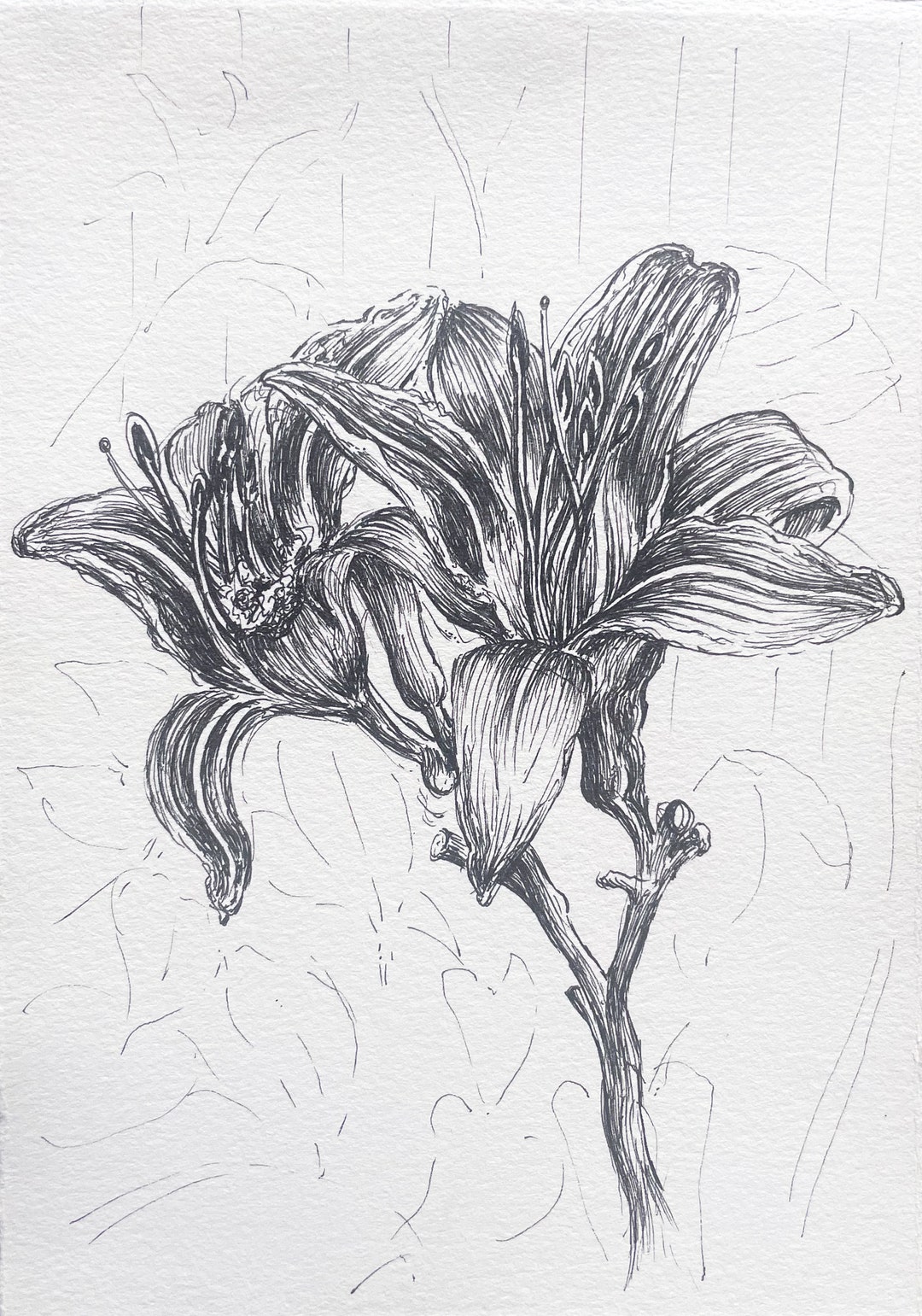 Original Pen and Ink Drawing of a Lily - Artist Rachel Van Wylen - Etsy