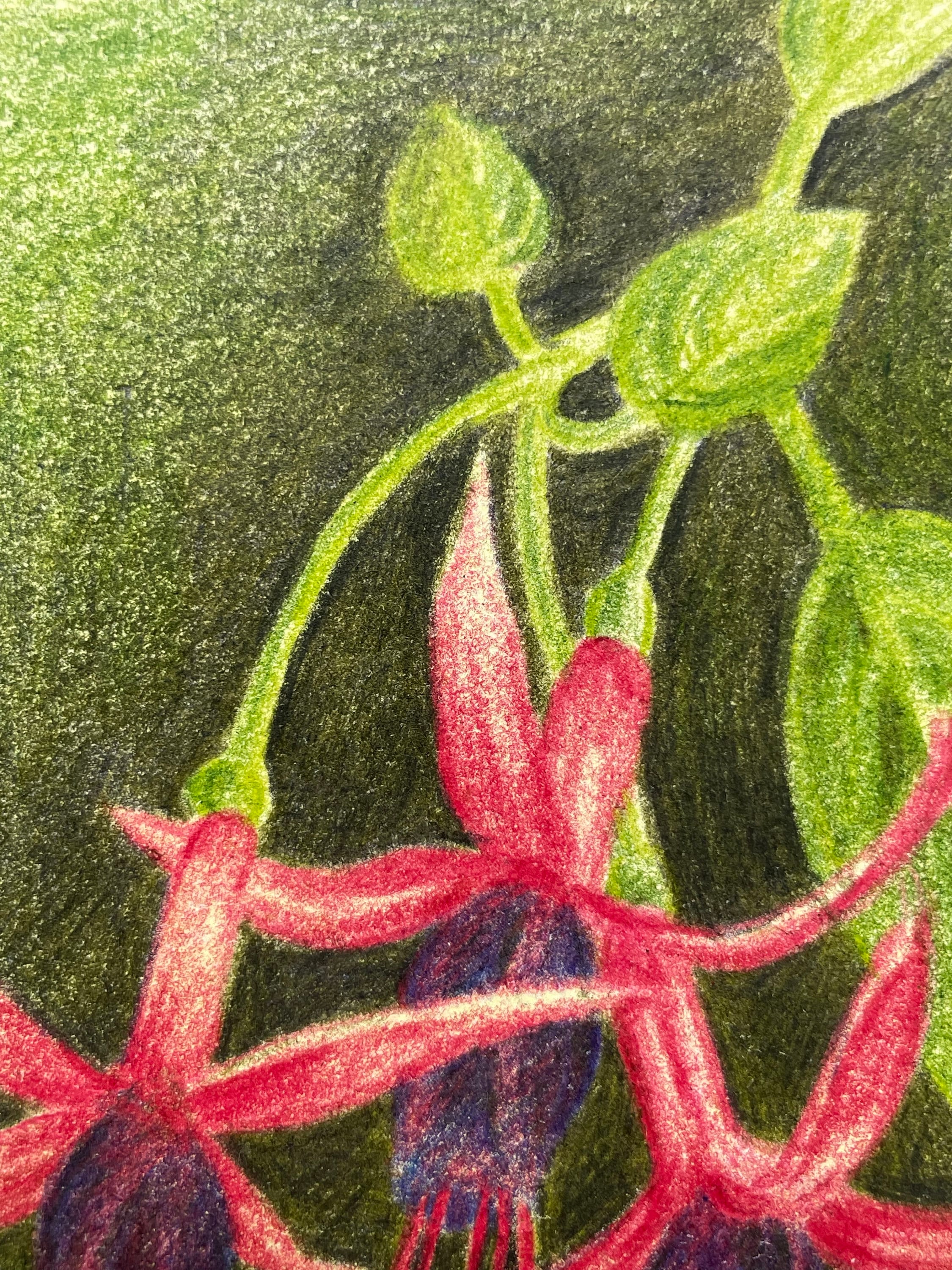 Original Flower Art Small Colored Pencil Drawing - Etsy