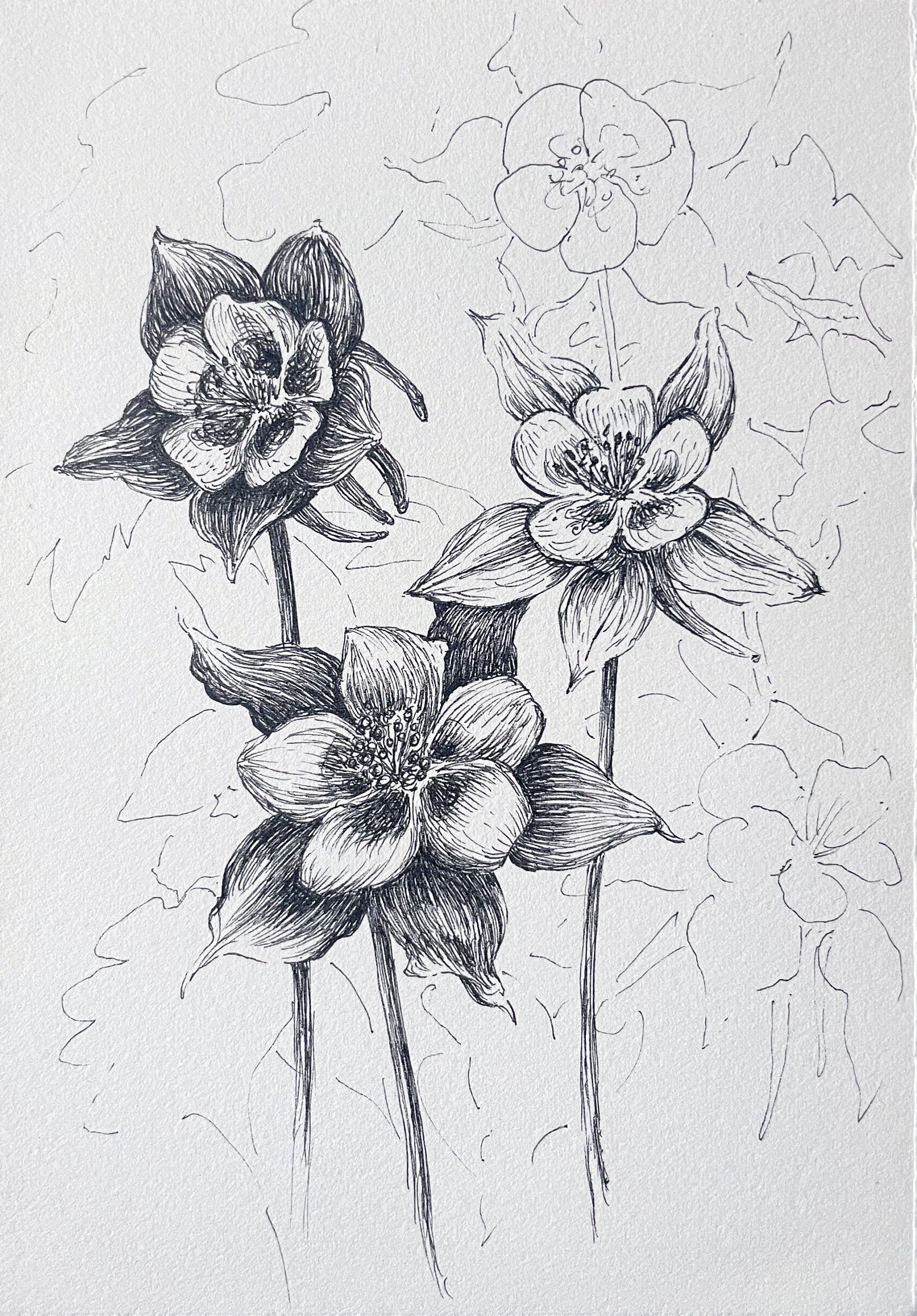Mini Floral Wall Art -original Drawing of a Columbine Flower in Pen and ...