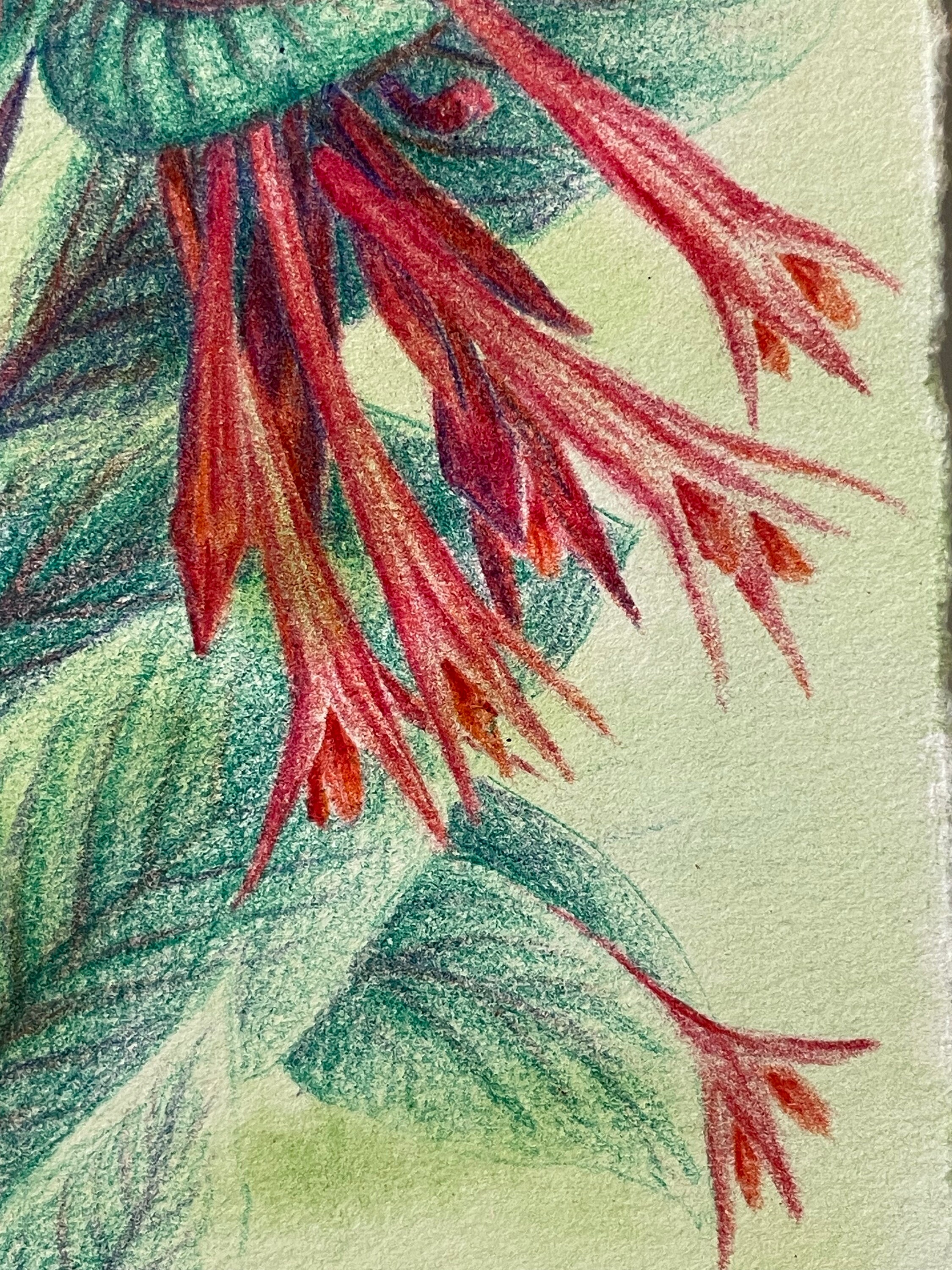 Original Colored Pencil Drawing of a Red Flower - Etsy