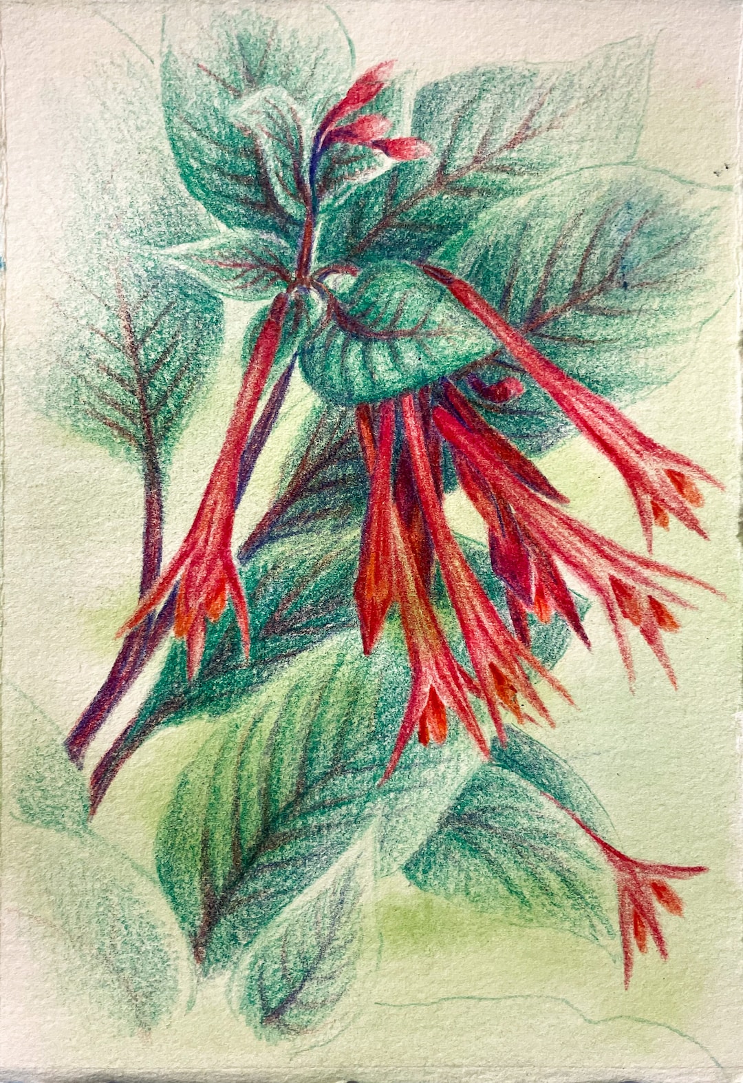 Original Colored Pencil Drawing of a Red Flower - Etsy