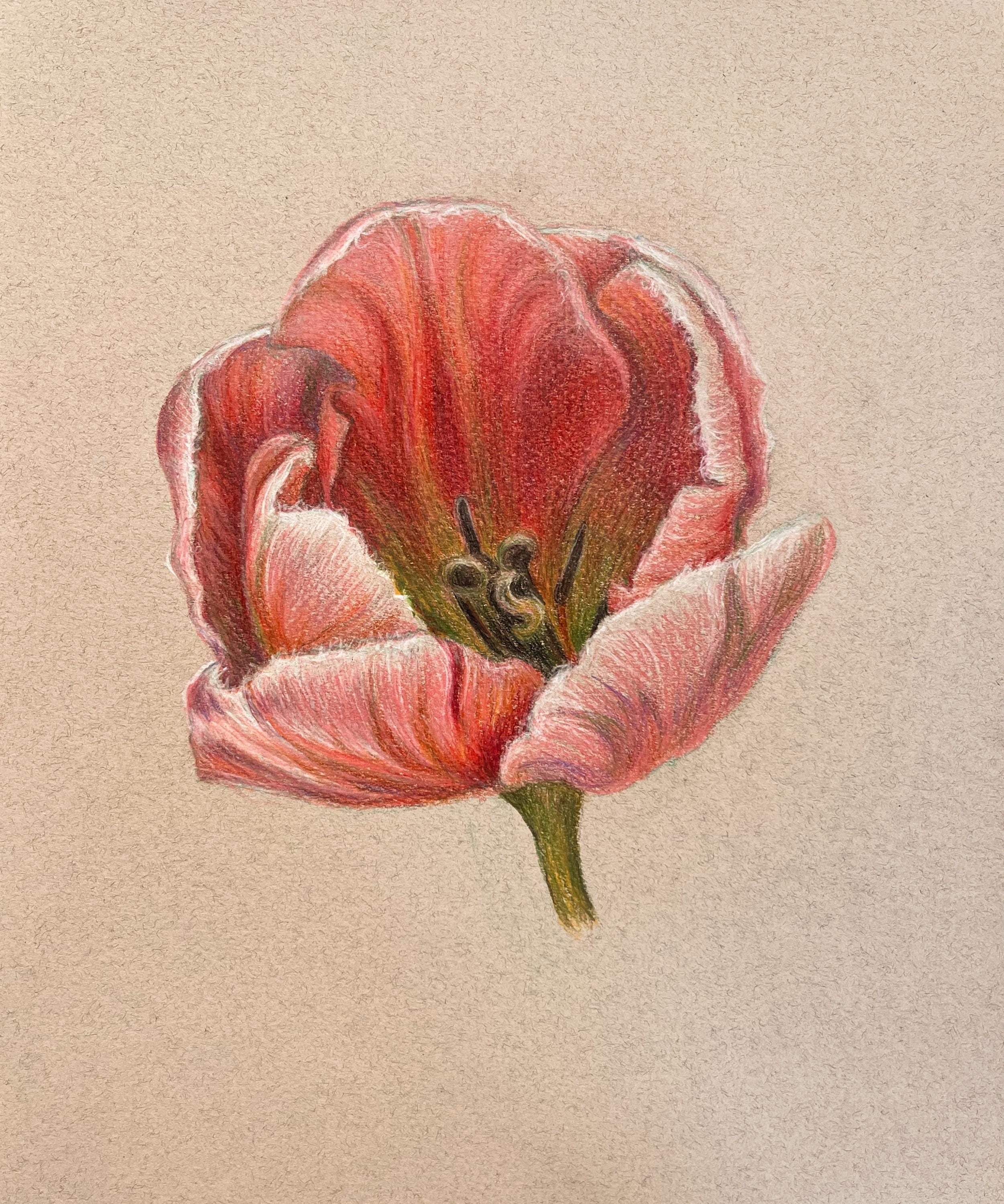 Original Colored Pencil Drawing of a Pink Tulip - Etsy