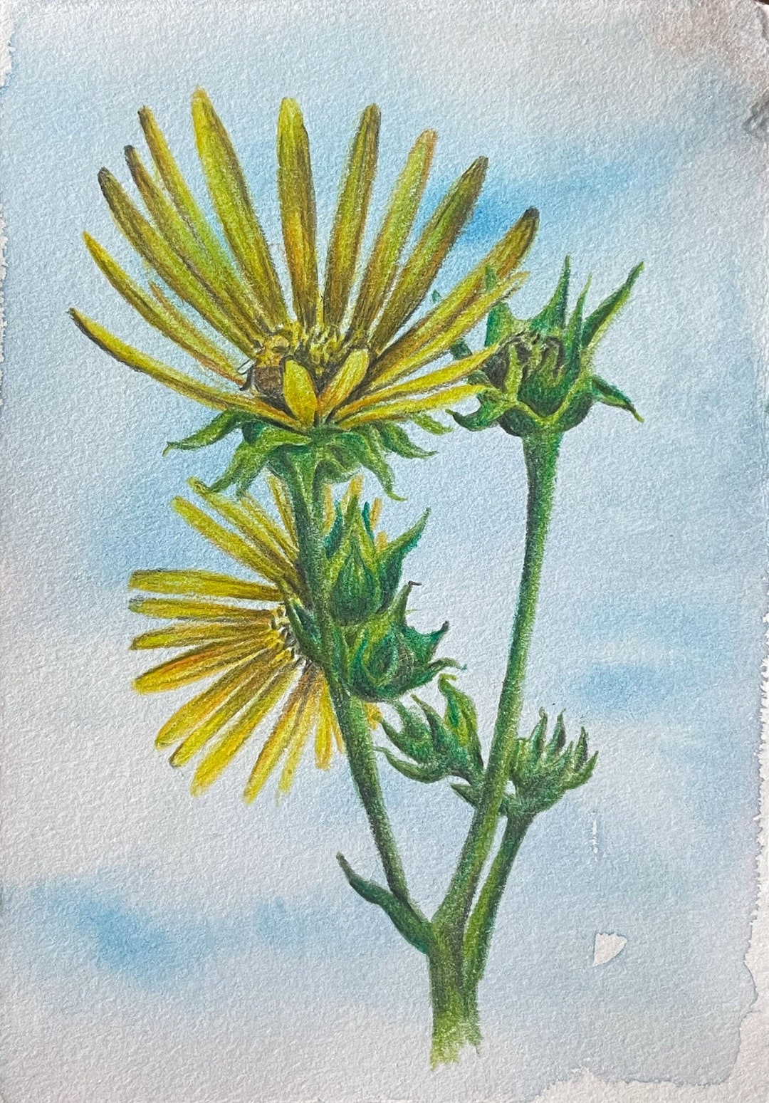 Original Colored Pencil Drawing of Yellow Daisies - Etsy