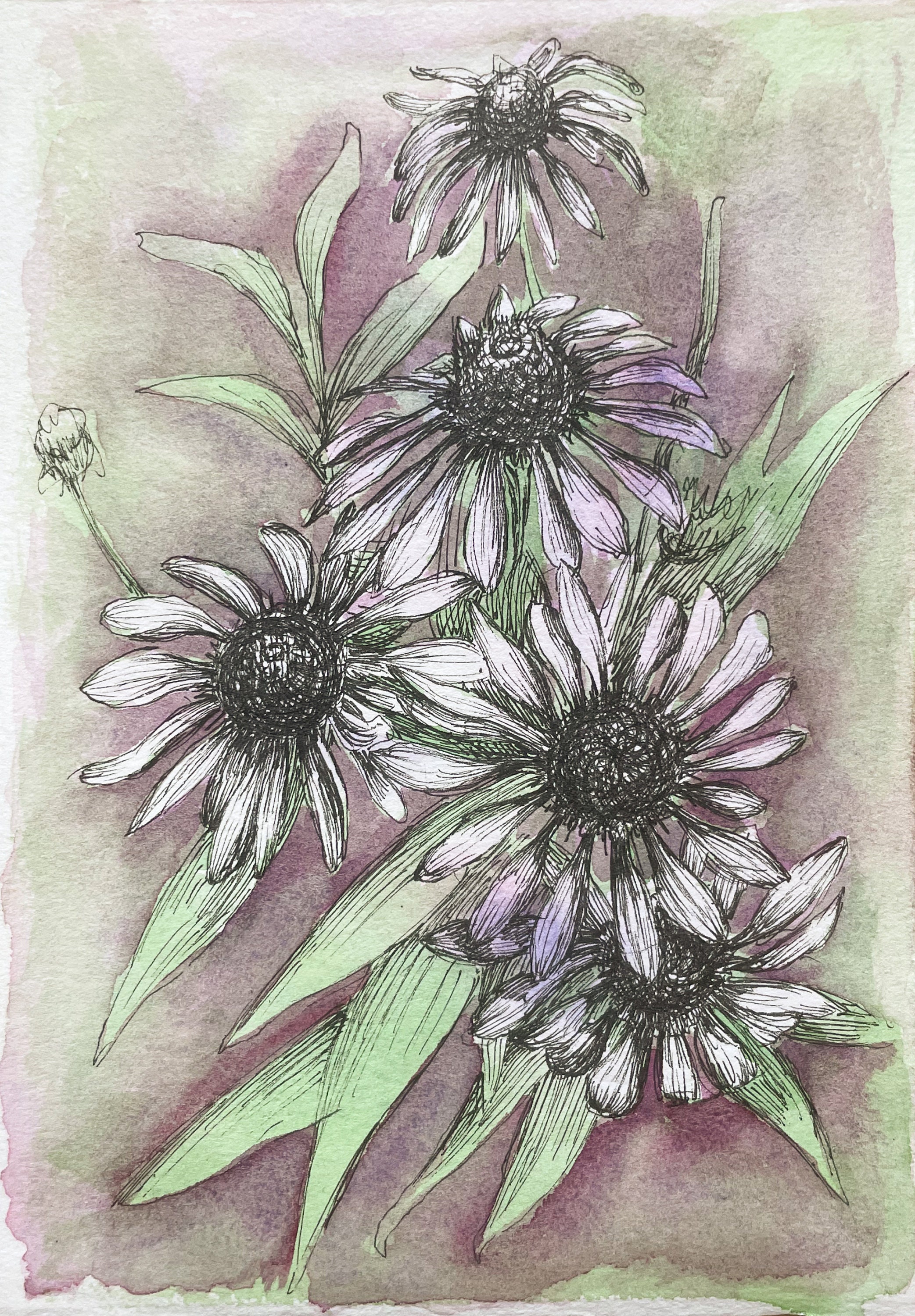 Original Pen and Ink Drawing of Daisies With Purple Watercolor Washes ...