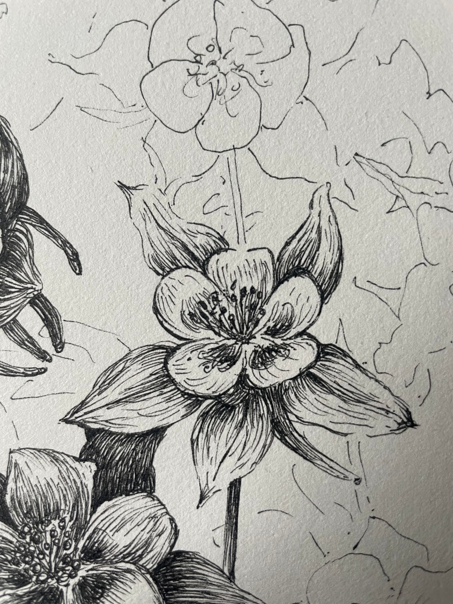 Mini Floral Wall Art -original Drawing of a Columbine Flower in Pen and ...