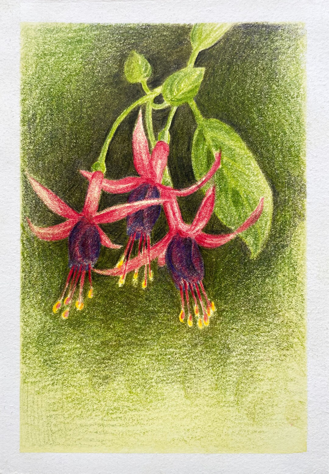 Original Flower Art - Small Colored Pencil Drawing - Etsy