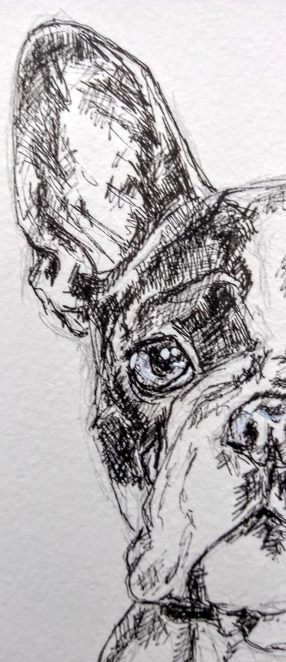 French Bulldog Pen Drawing Original Pet Portrait Sketch - Etsy