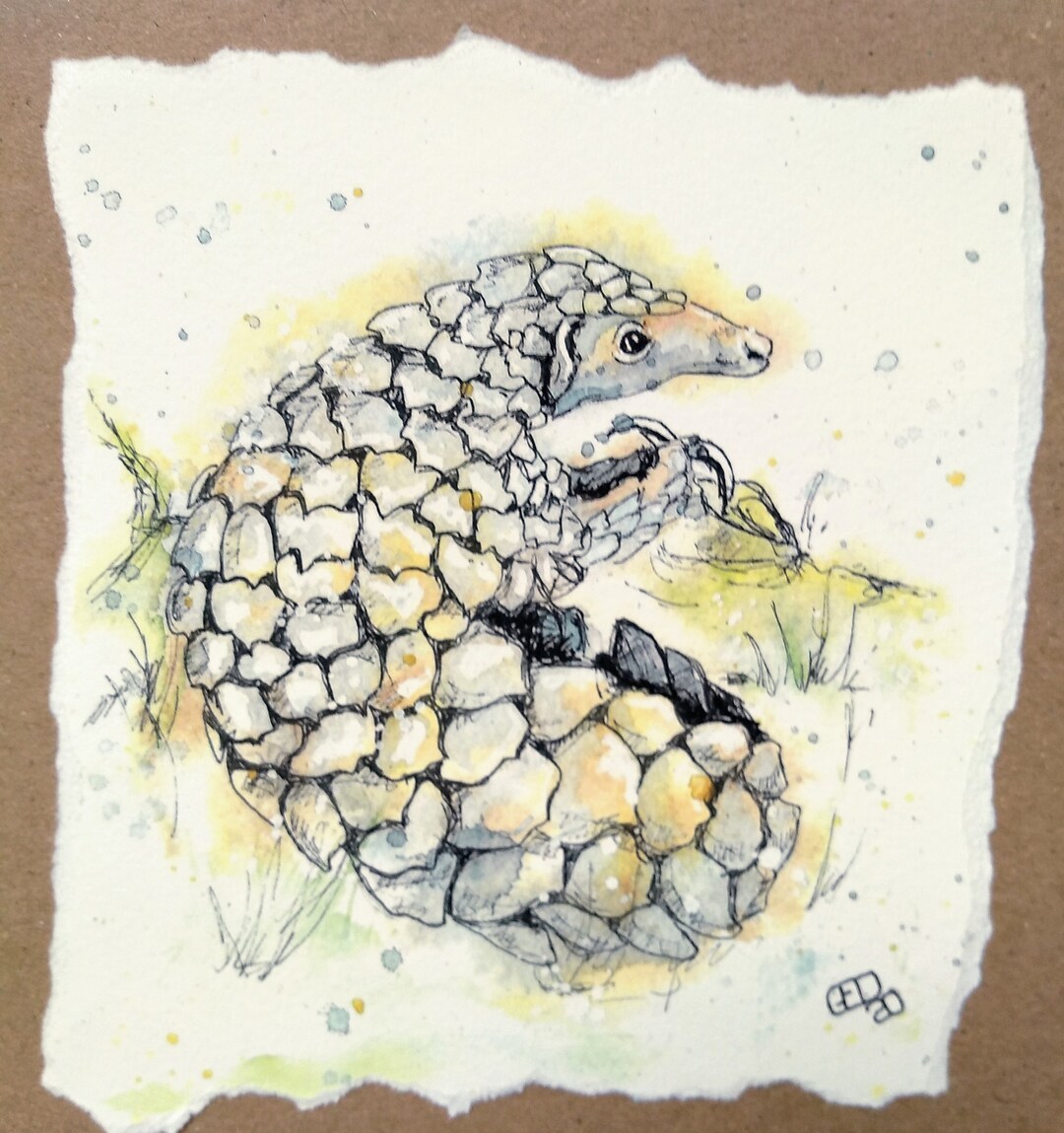 Pangolin Blank Greetings Card From My Watercolour Painting, Birthday ...