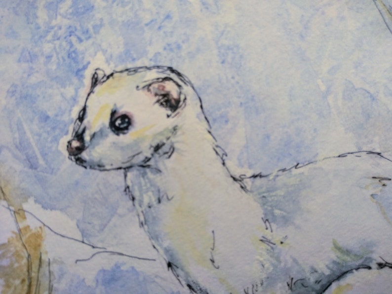 White Stoat Original Watercolour and Pen Painting, Ermine Weasel Lover's Picture, British ...