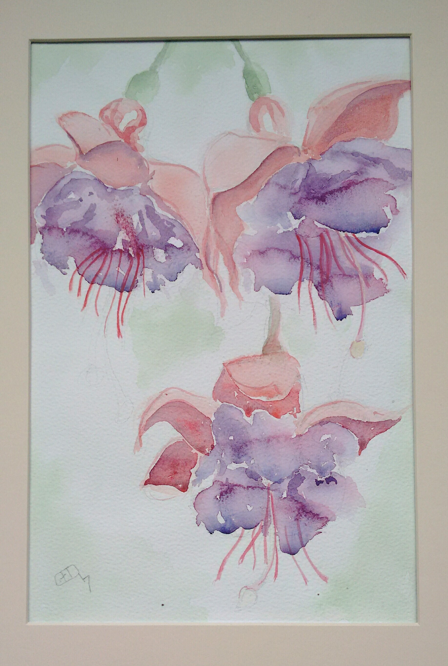 Fuchsia Original Flower Painting in Watercolour, a One off Watercolour ...