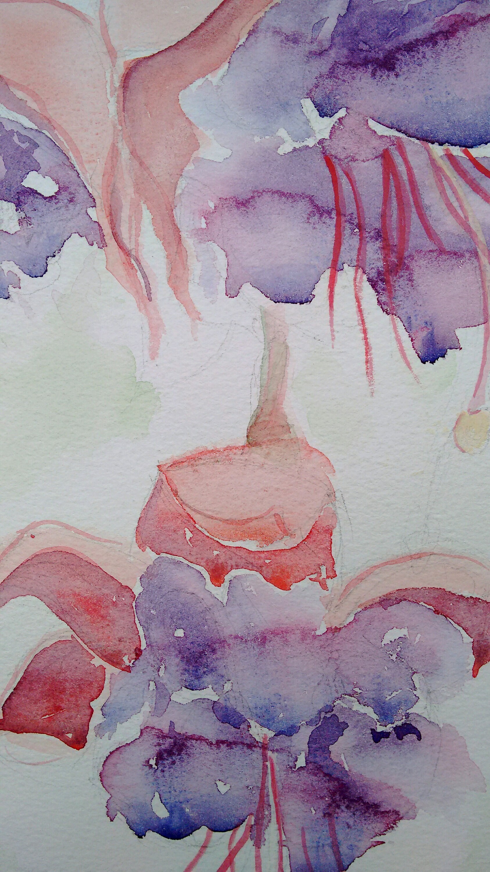 Fuchsia Original Flower Painting in Watercolour, a One off Watercolour ...