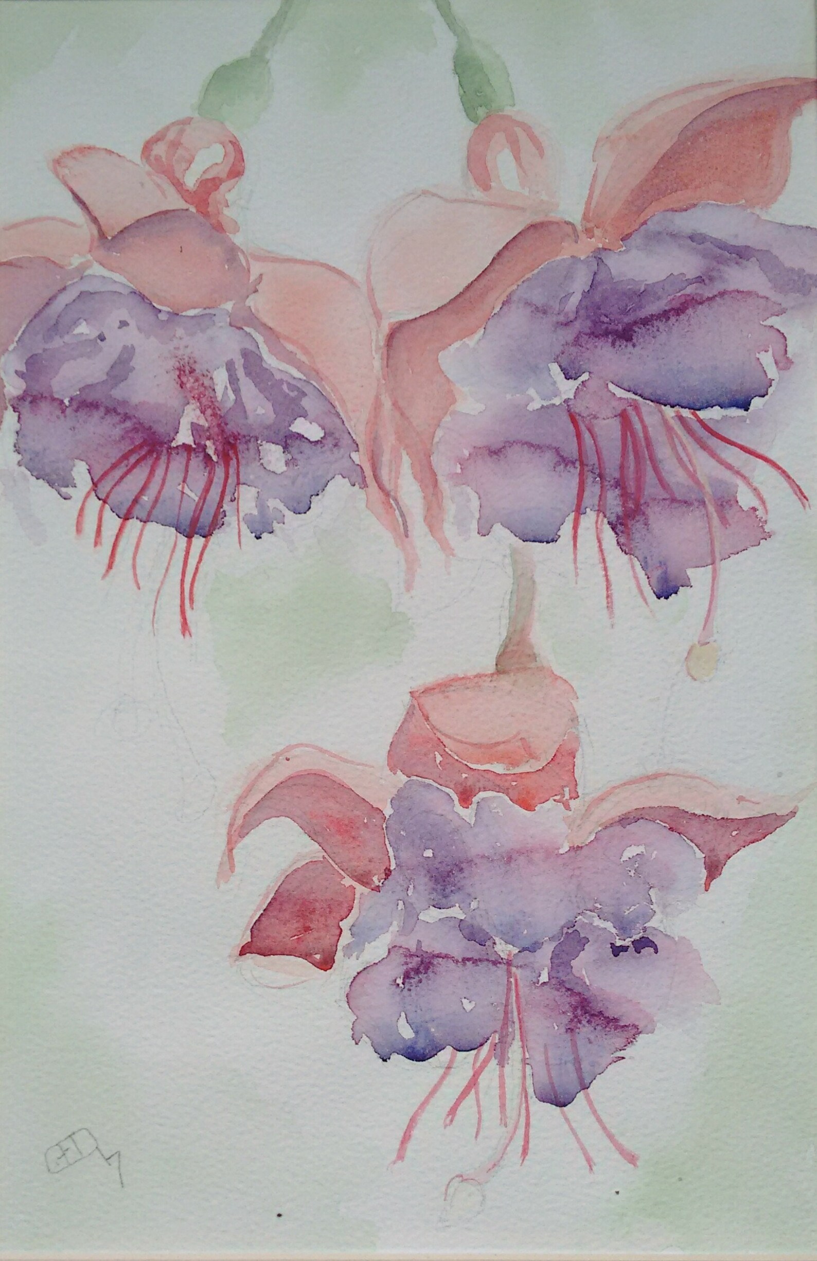 Fuchsia Original Flower Painting in Watercolour, a One off Watercolour ...