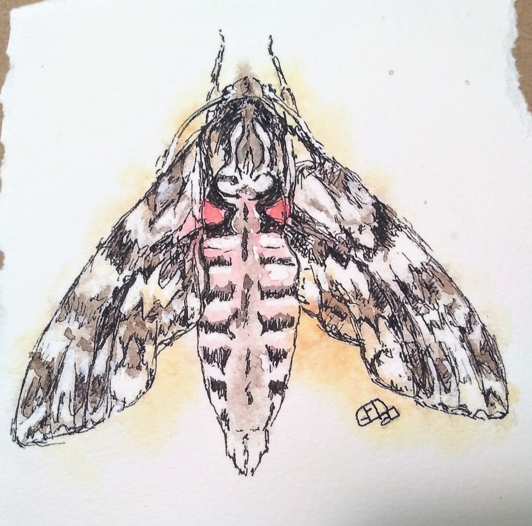 Handmade Hawkmoth Greetings Card From My Painting, Crafted Art Birthday ...