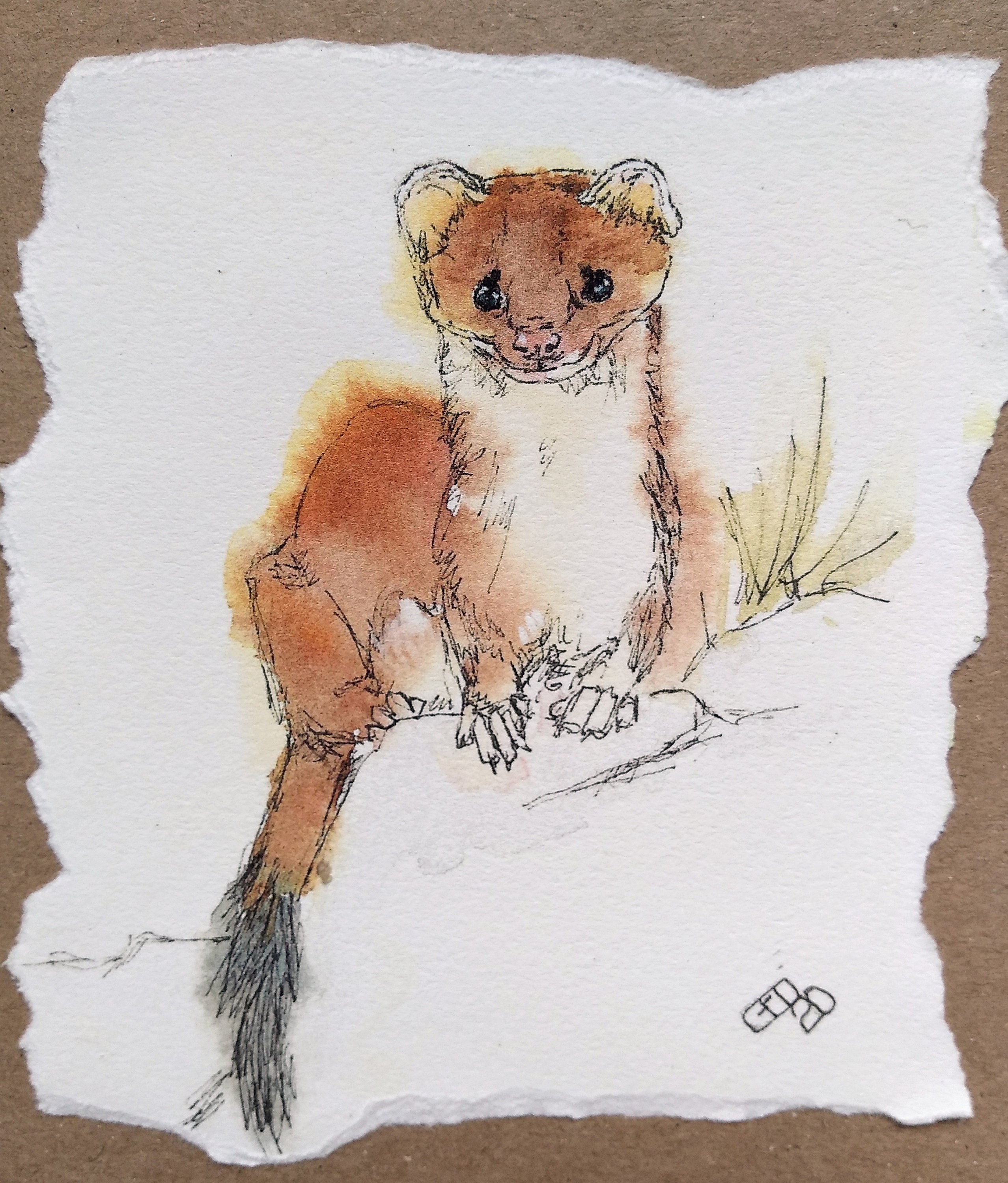 Stoat Blank Birthday Card, Weasel Greetings Card for Him, Her, Father's ...