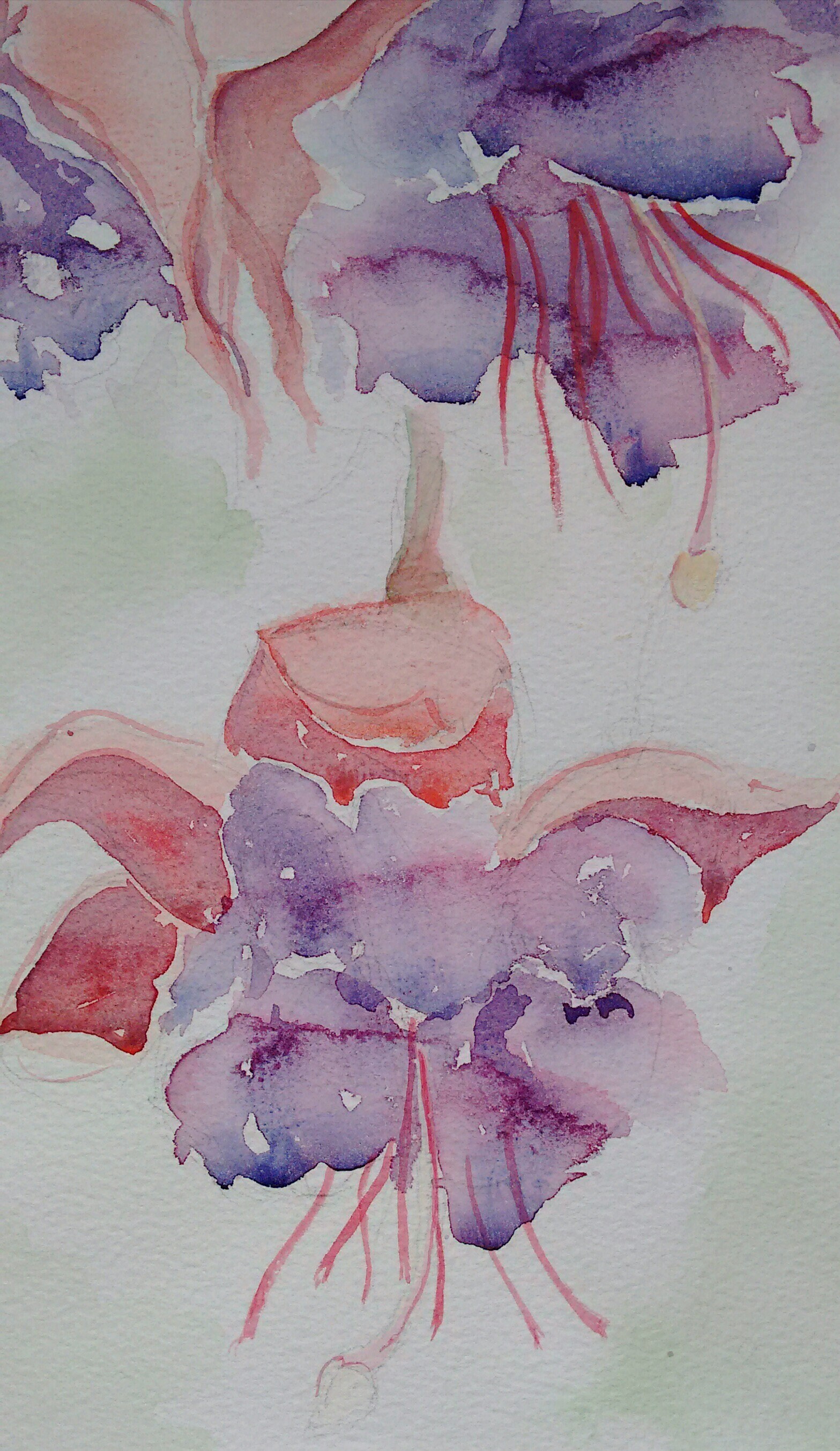 Fuchsia Original Flower Painting in Watercolour, a One off Watercolour ...
