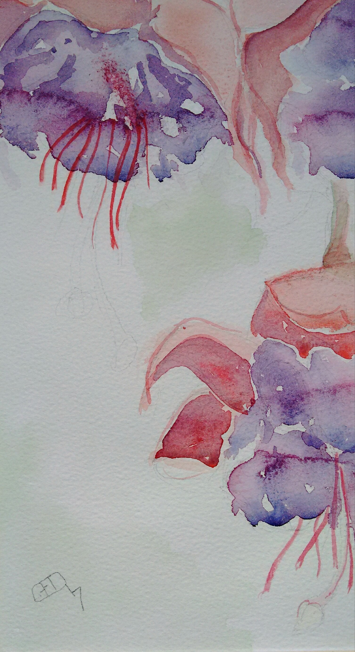 Fuchsia Original Flower Painting in Watercolour, a One off Watercolour ...