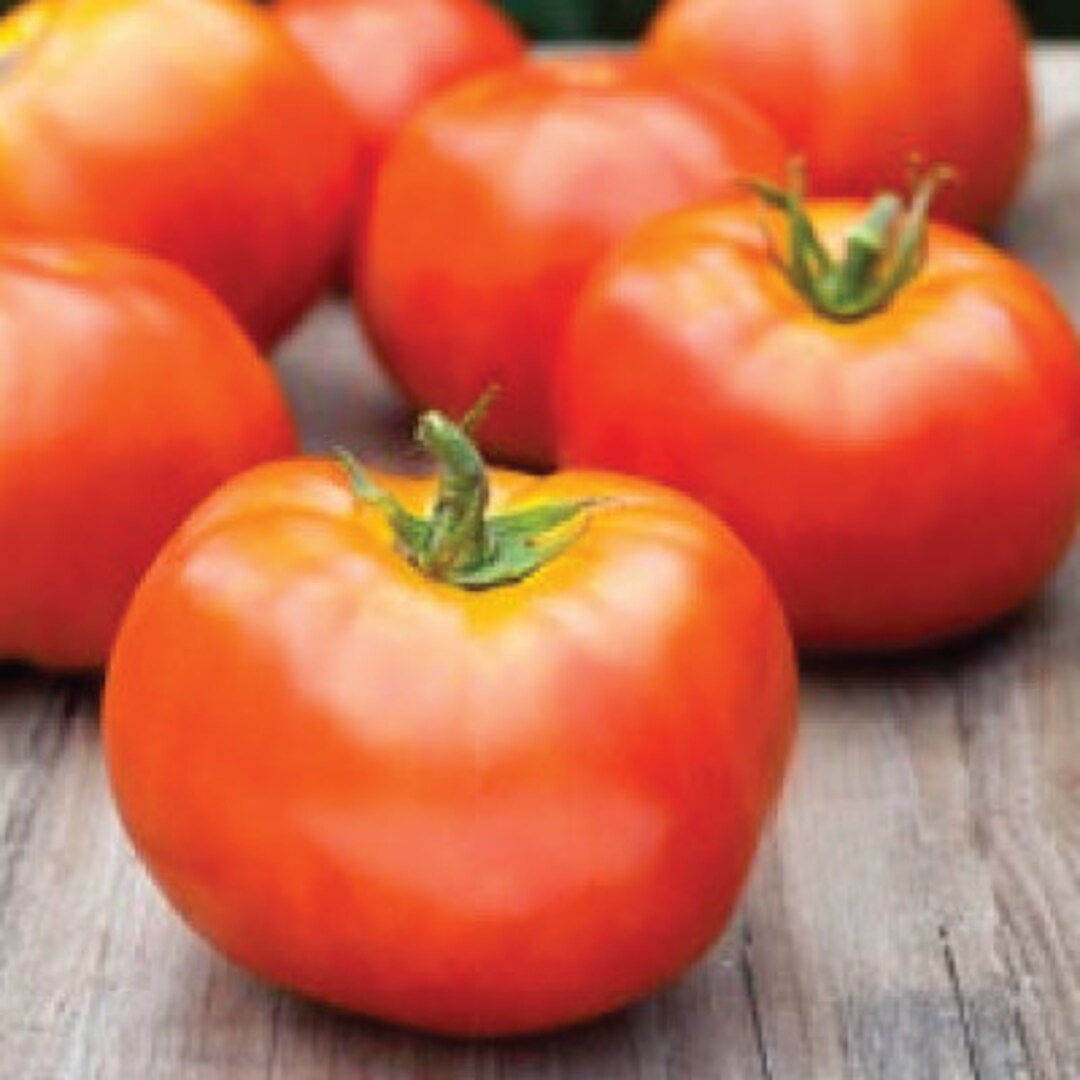 USA SELLER Marion Tomato 25 seeds HEIRLOOM Solanum lycopersicum - Etsy.de