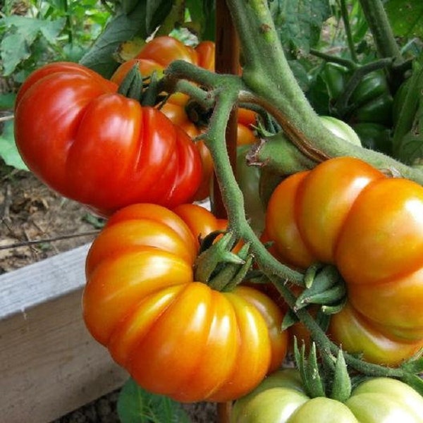 Rosada Tomato Seeds - Etsy