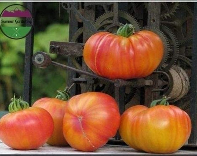 Old German Tomato Seeds - Etsy