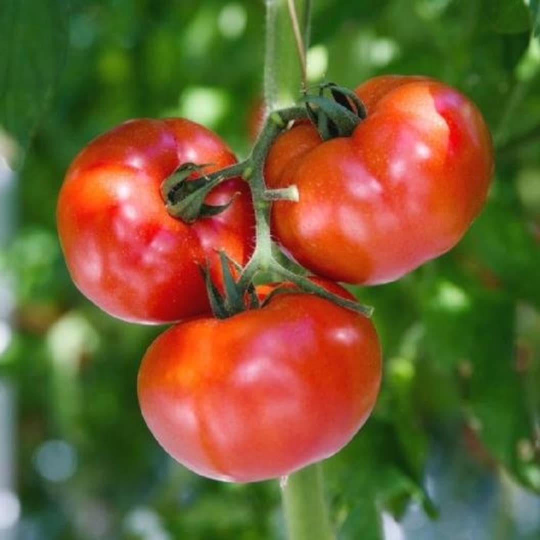 USA SELLER Stupice Tomato 25 Seeds HEIRLOOM - Etsy