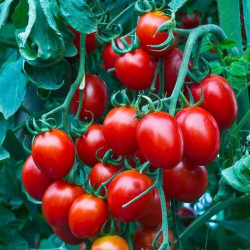 USA SELLER Large Red Cherry Tomato 25 Seeds HEIRLOOM Solanum - Etsy