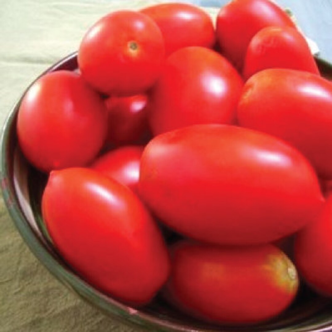USA VENDEUR Rio Grande Tomate 25 graines HEIRLOOM Solanum lycopersicum ...