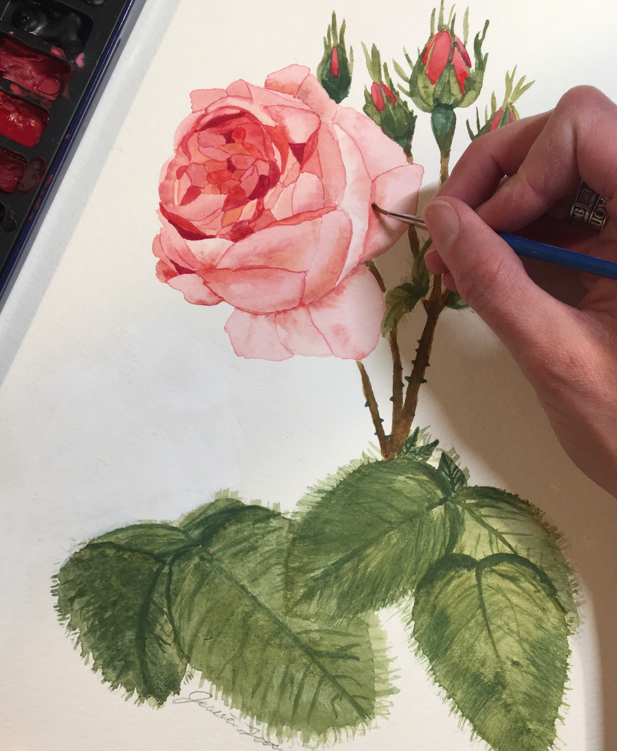 Renaissance Garden Rose Watercolor Print | Etsy