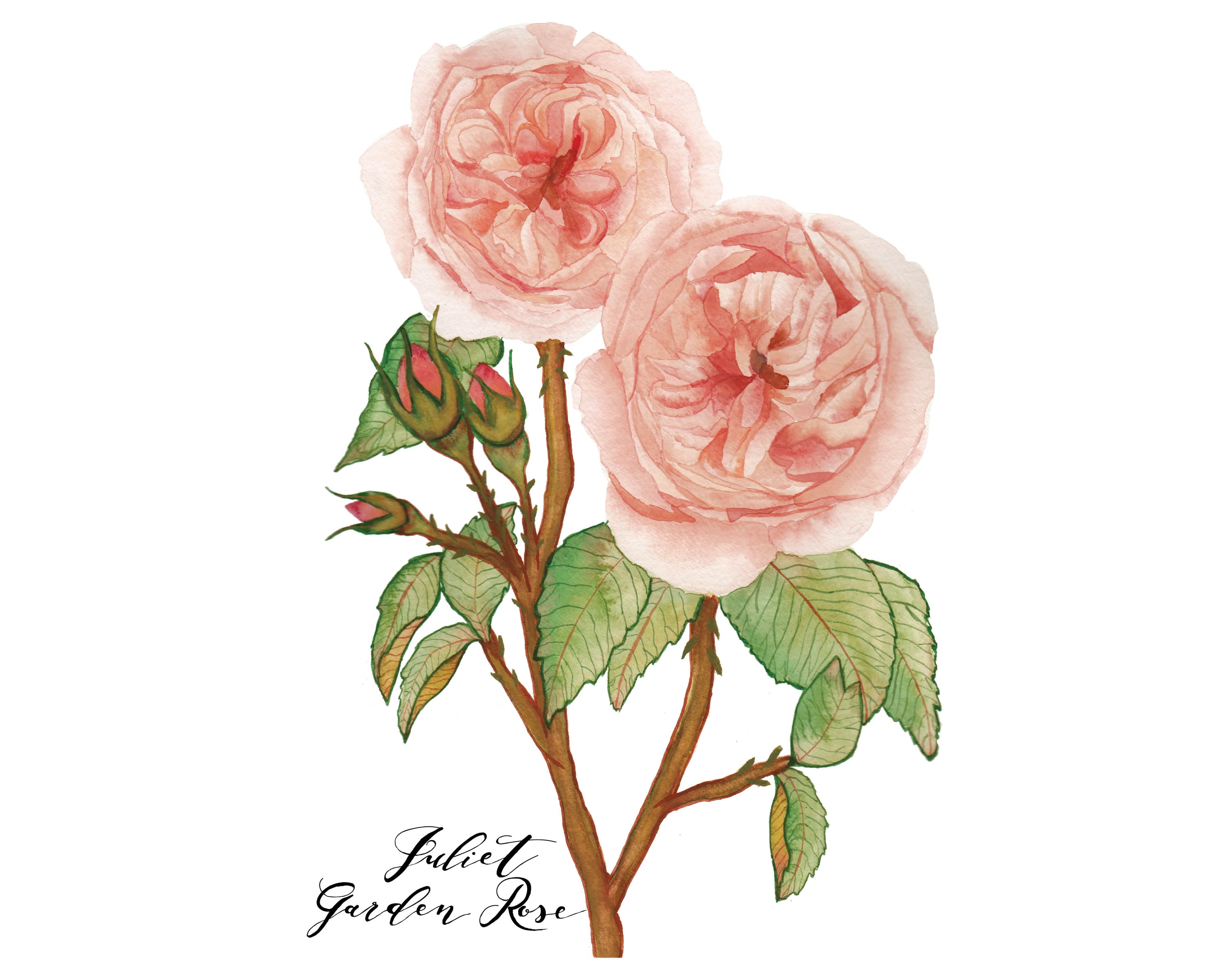 Juliet Garden Rose