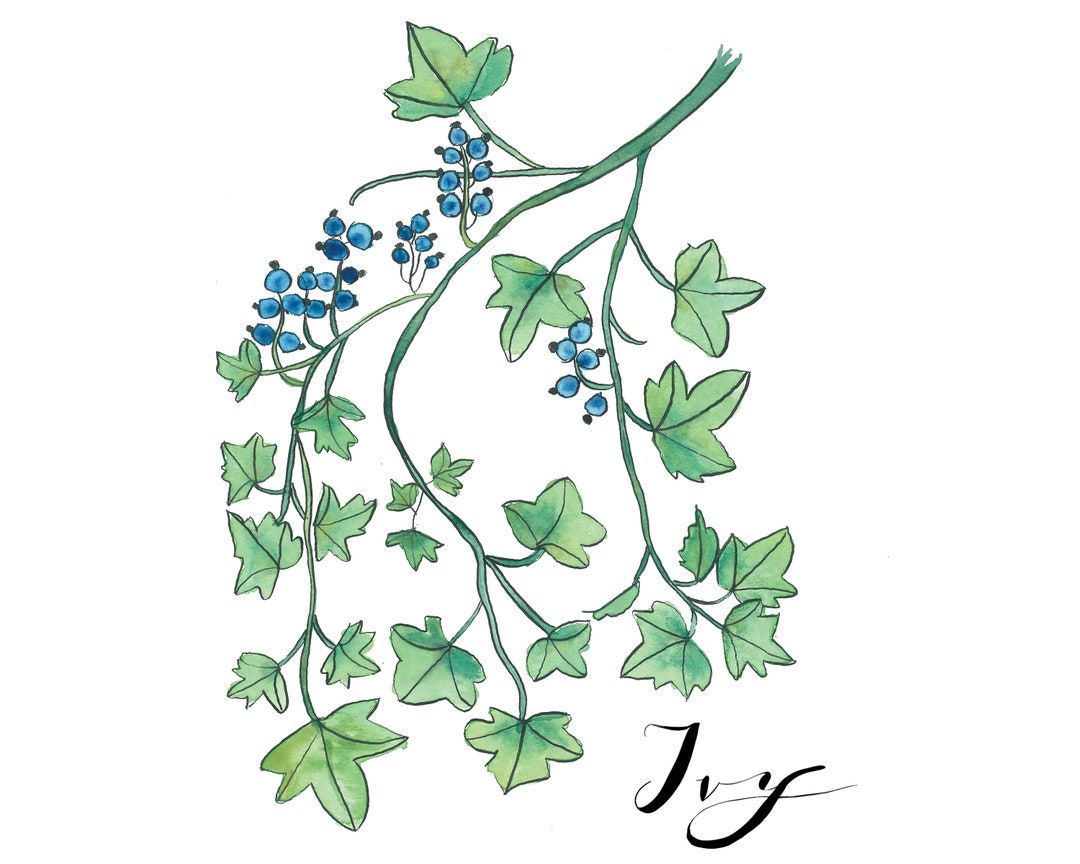 Ivy Watercolor Print - Etsy