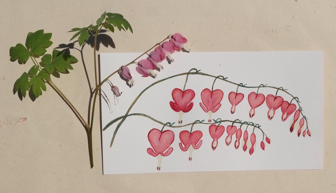 Original Bleeding Heart Watercolor Painting - Etsy