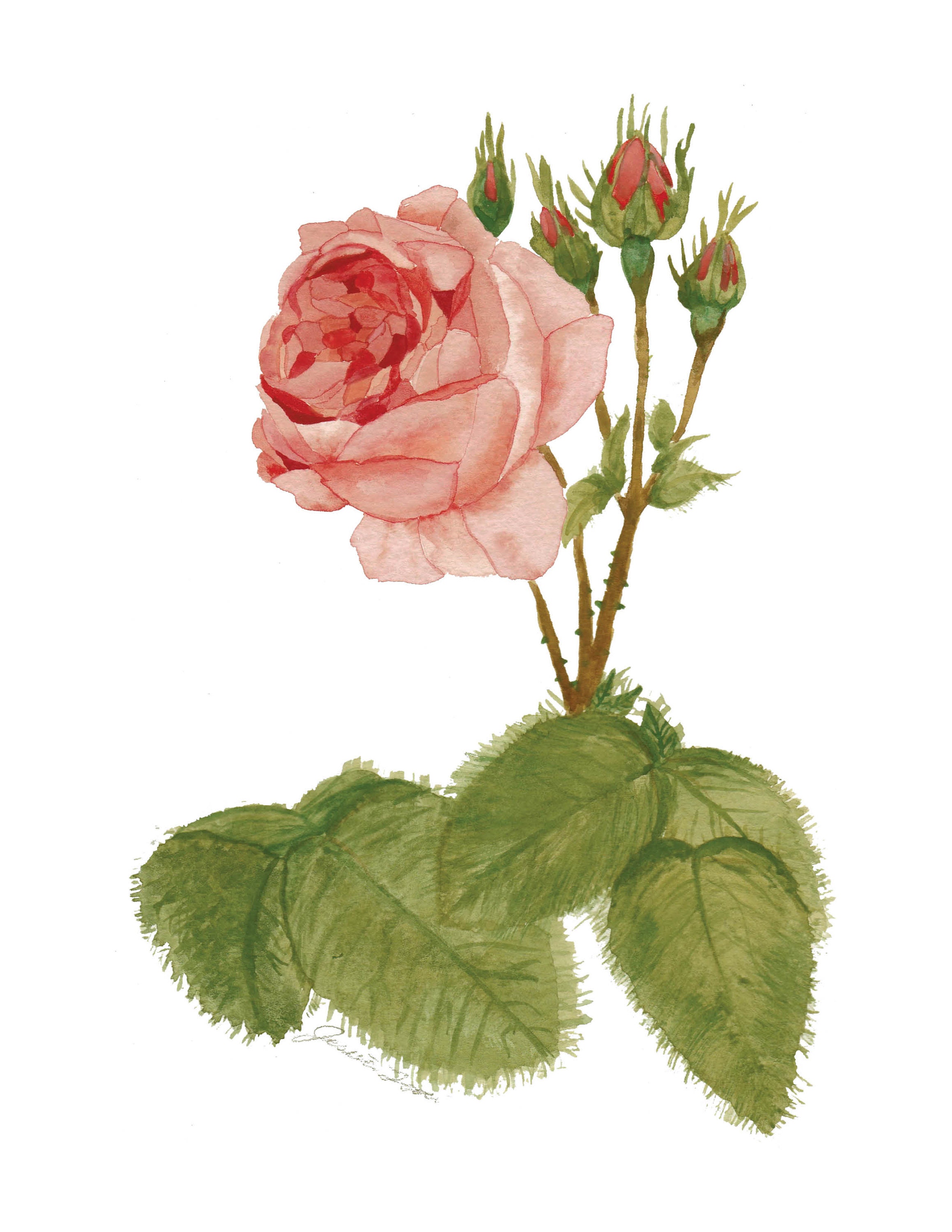 Renaissance Garden Rose Watercolor Print - Etsy