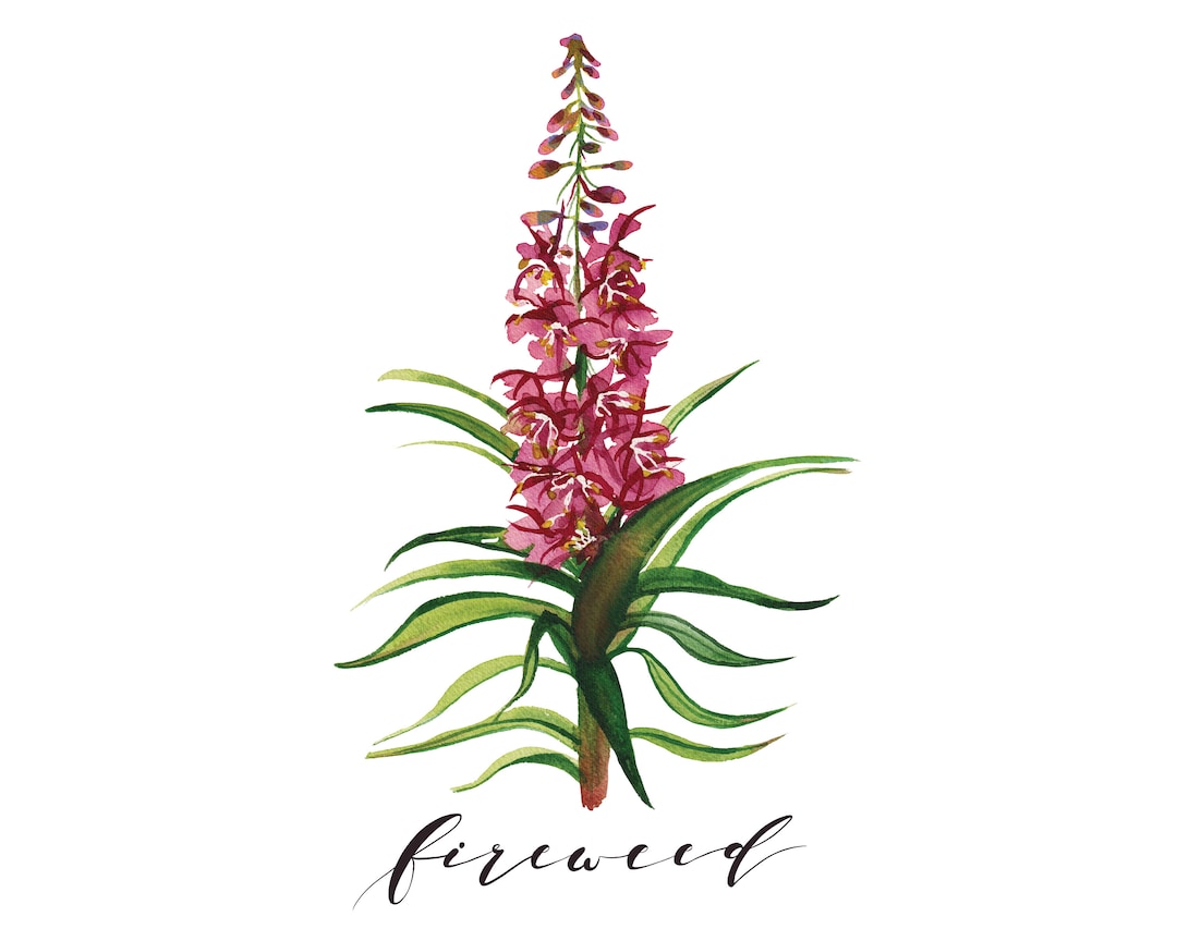 Fireweed Wildflower Watercolor Print - Etsy