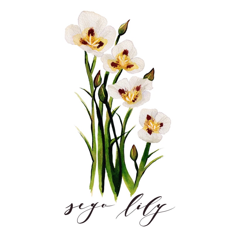 Sego Lily Wildflower Watercolor Print - Etsy