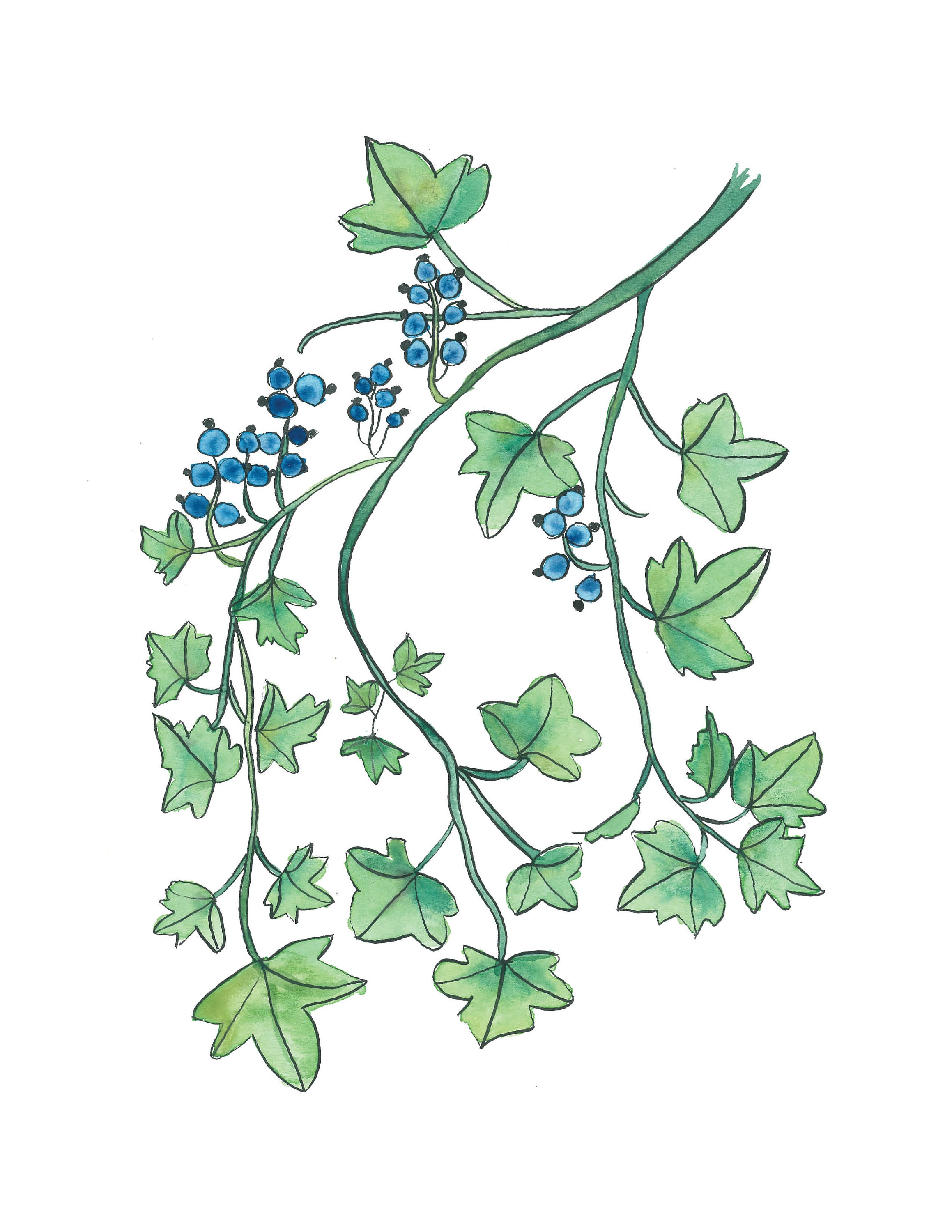 Ivy Watercolor Print - Etsy