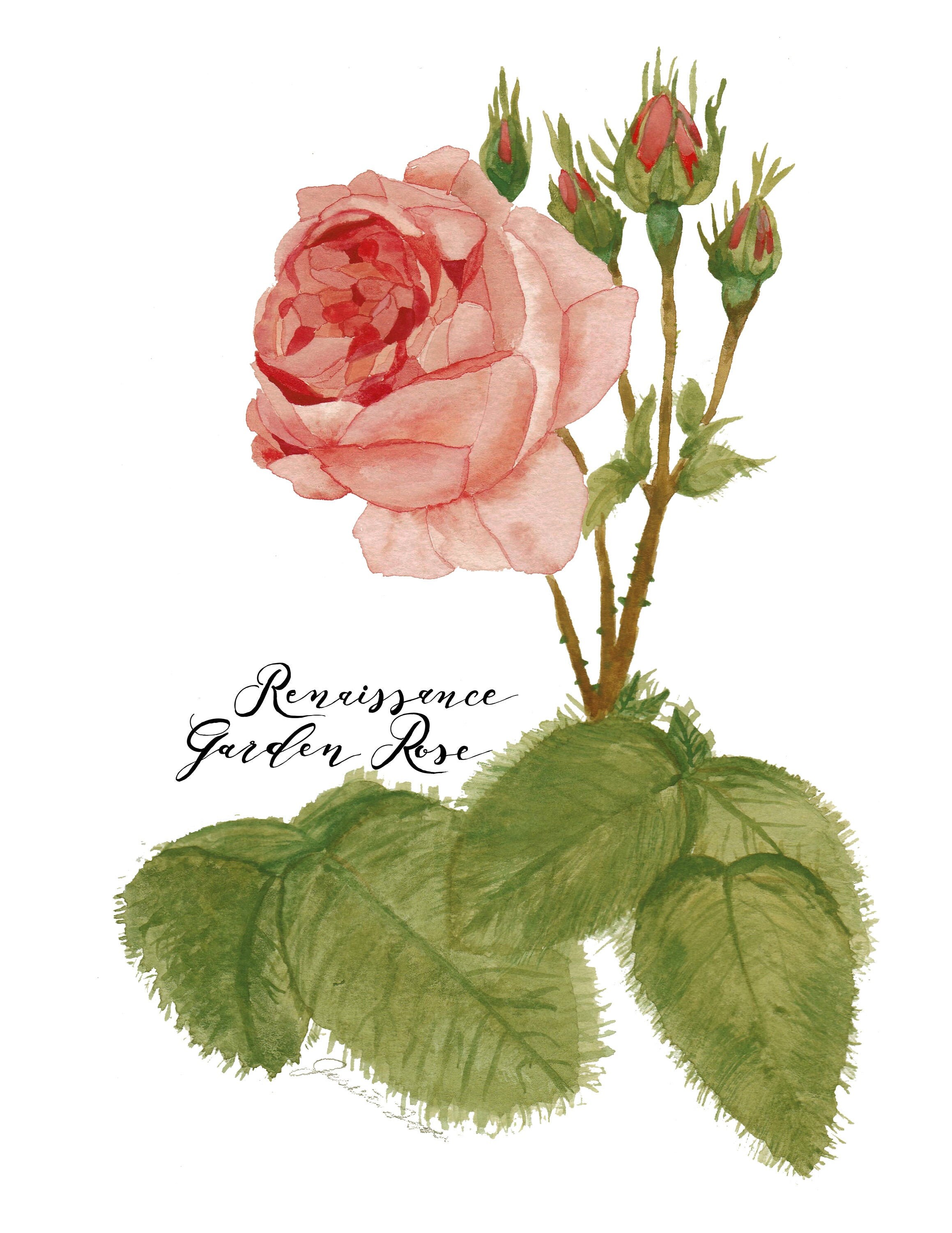 Renaissance Garden Rose Watercolor Print - Etsy