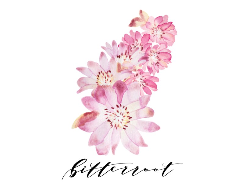 Bitterroot Wildflower Watercolor Print - Etsy