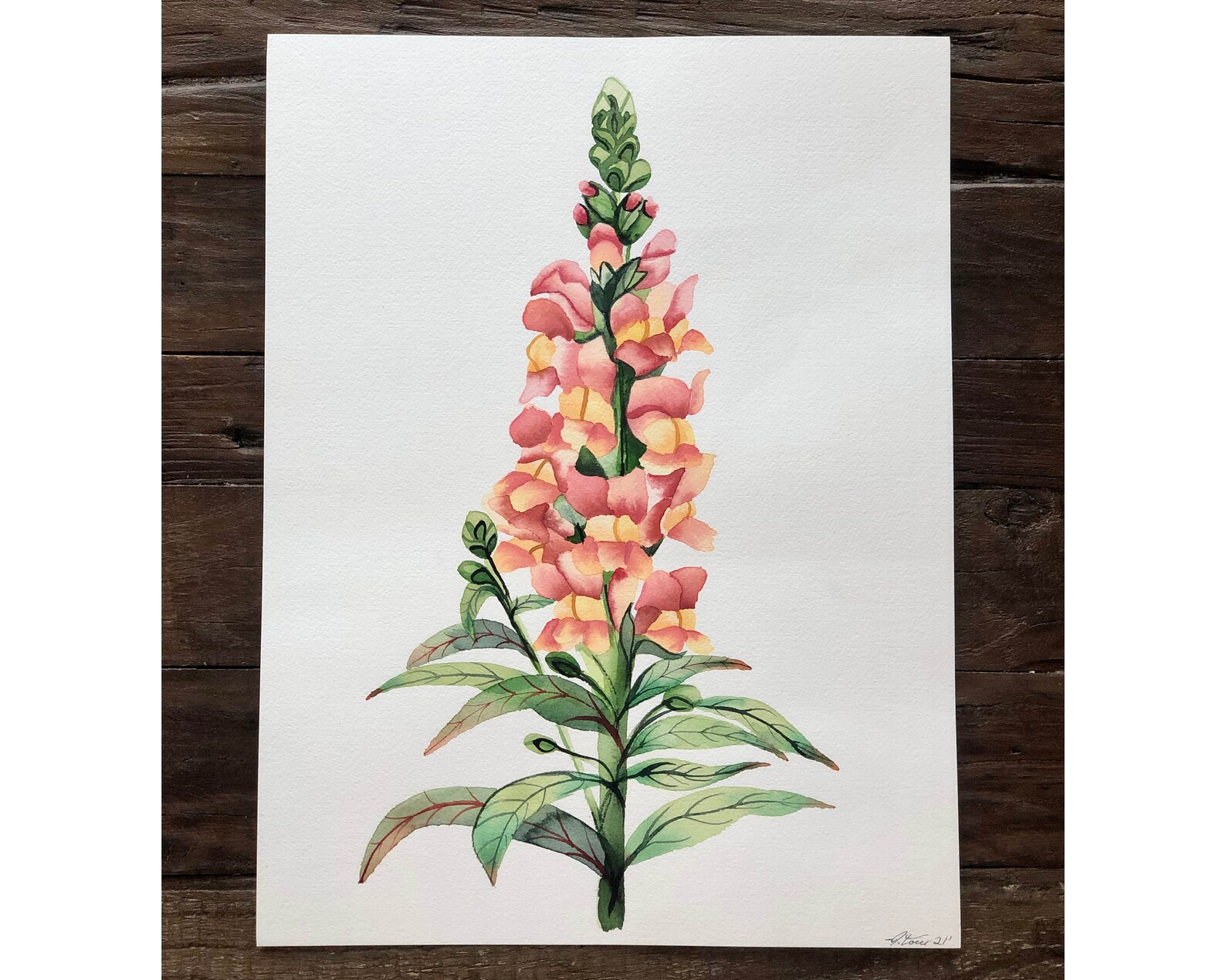 Original Snap Dragon Watercolor Painting - Etsy