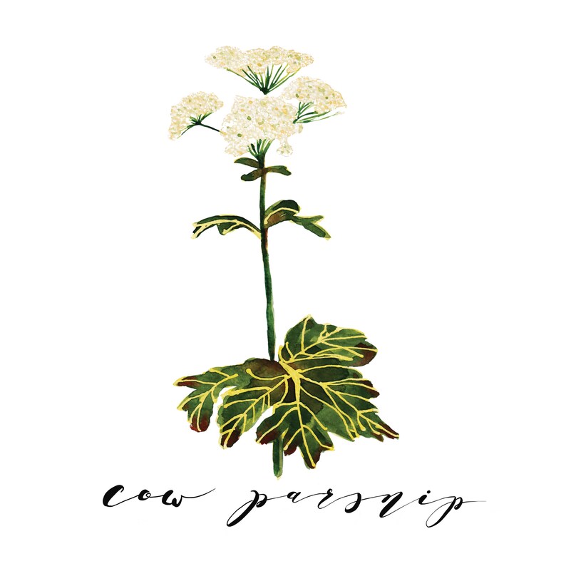Cow Parsnip Wildflower Watercolor Print - Etsy