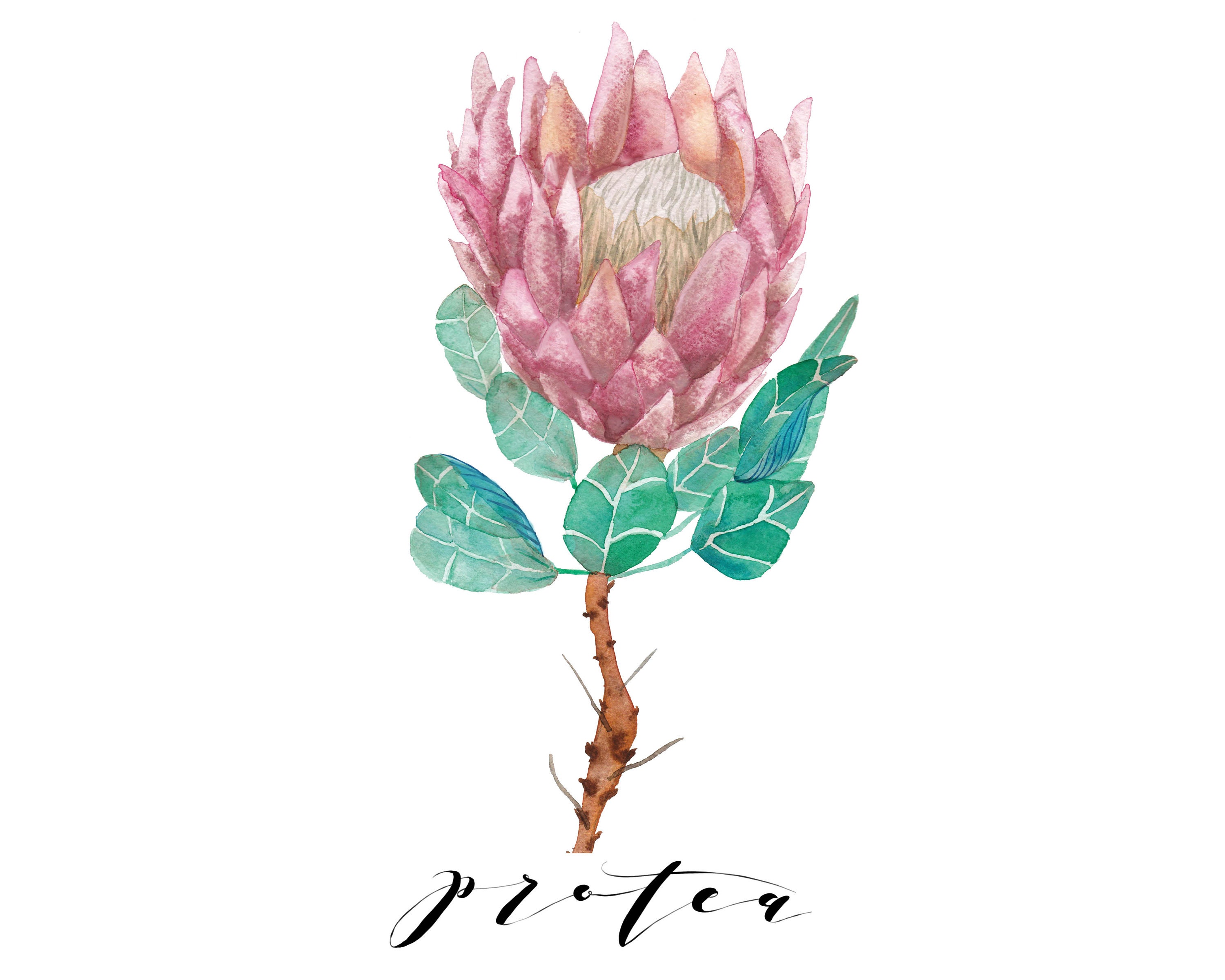 Protea Watercolor Print - Etsy