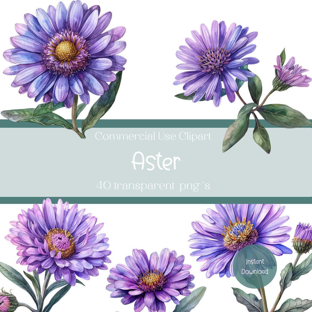 Watercolor Aster Flower Clip Art Pack, Printable Floral Illustrations ...
