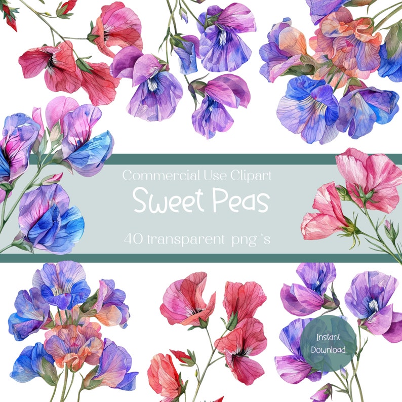 Sweet Pea Clipart Set, Floral Digital Graphics, Instant Download ...