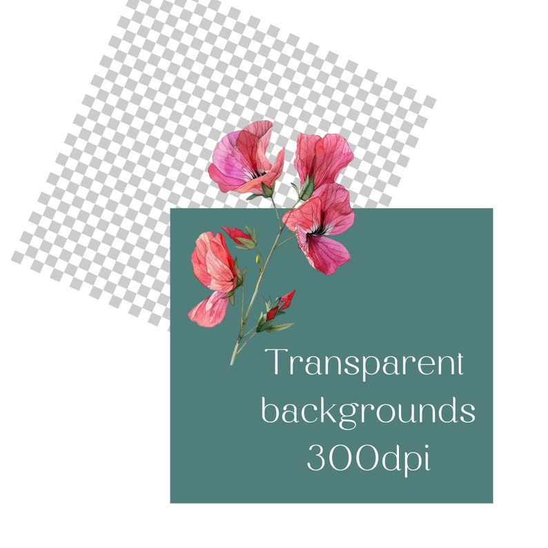 Sweet Pea Clipart Set, Floral Digital Graphics, Instant Download ...