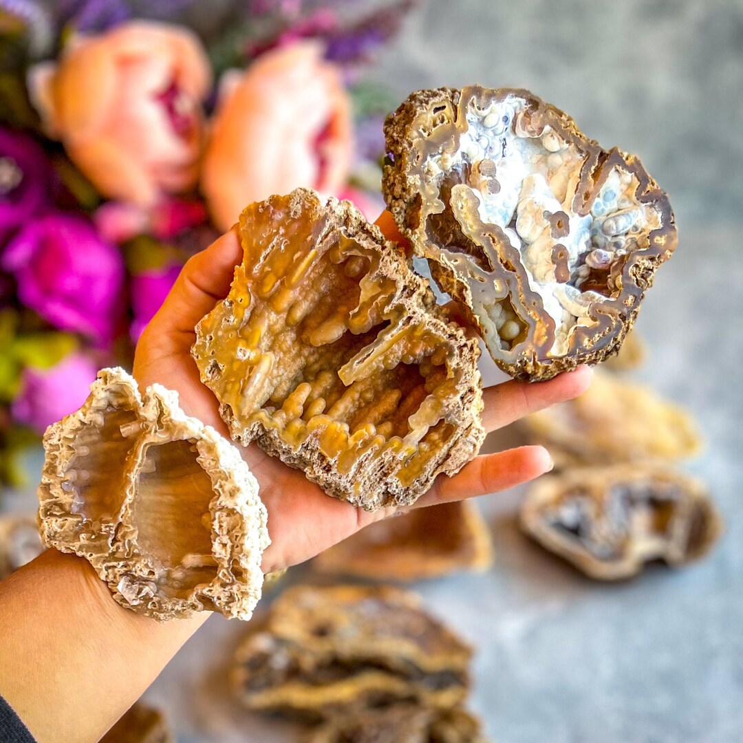 Agatized Coral Geode, Fossil Coral, Florida State Stone, Fluorescent ...