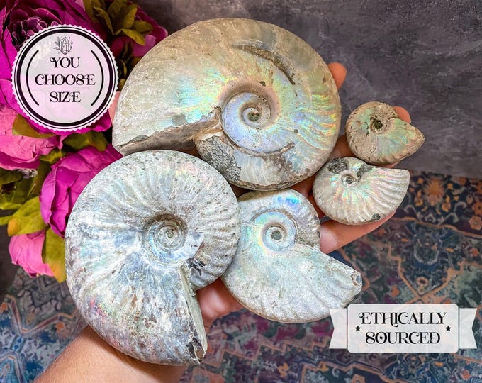 Opalized Ammonite / Fire Ammonite / Ammonite Specimen / Polished ...