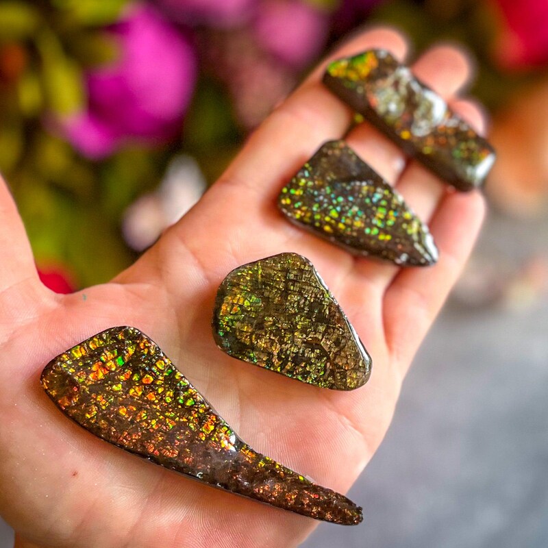 Canadian Ammolite - Etsy